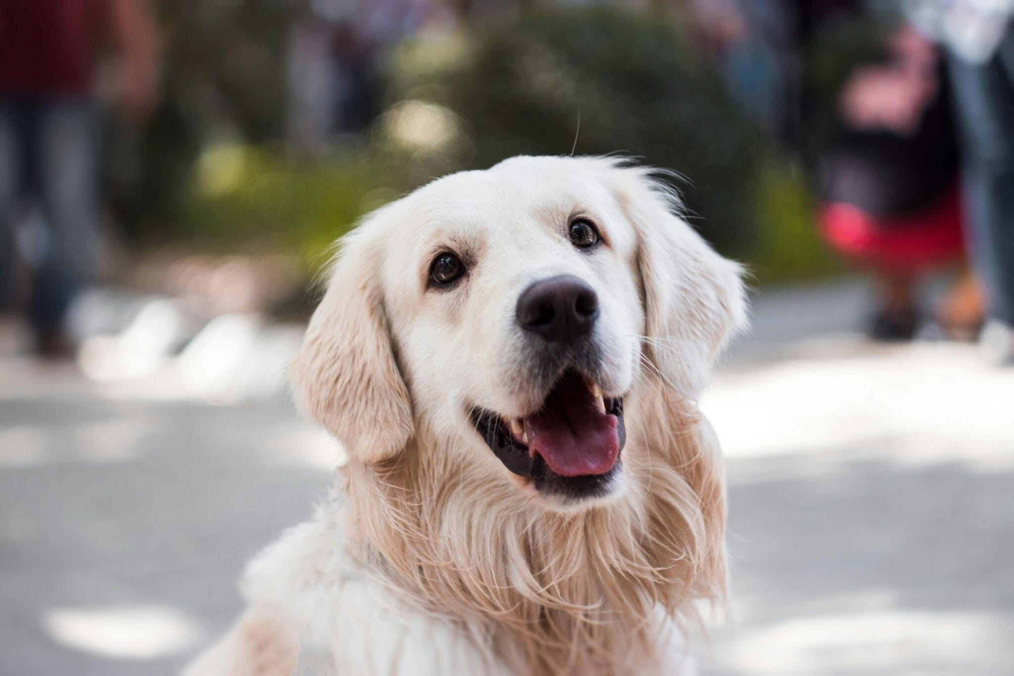 How To Make Your Sharp Canine Teeth ? - 2026